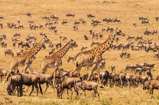 The sorrow of the African lungfish: It can hide in the ground without ...