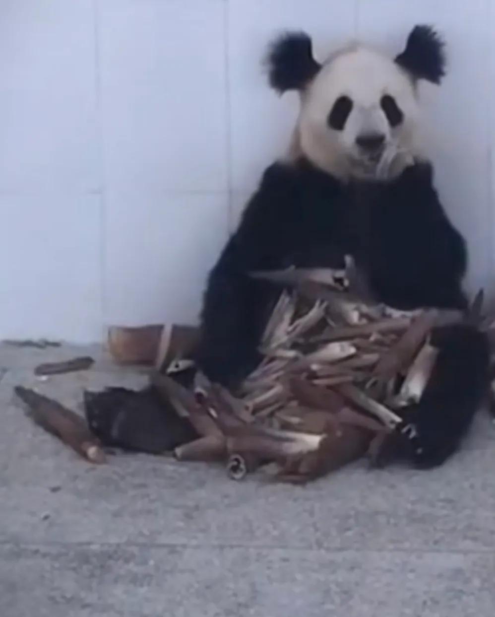 The giant panda Xiaoya died of uremia on June 12, 2022 - iMedia