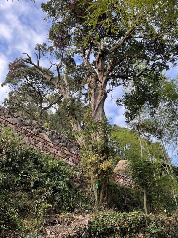 The millennium bitter oak tree in Fangzhuang was "sick", what did the ...