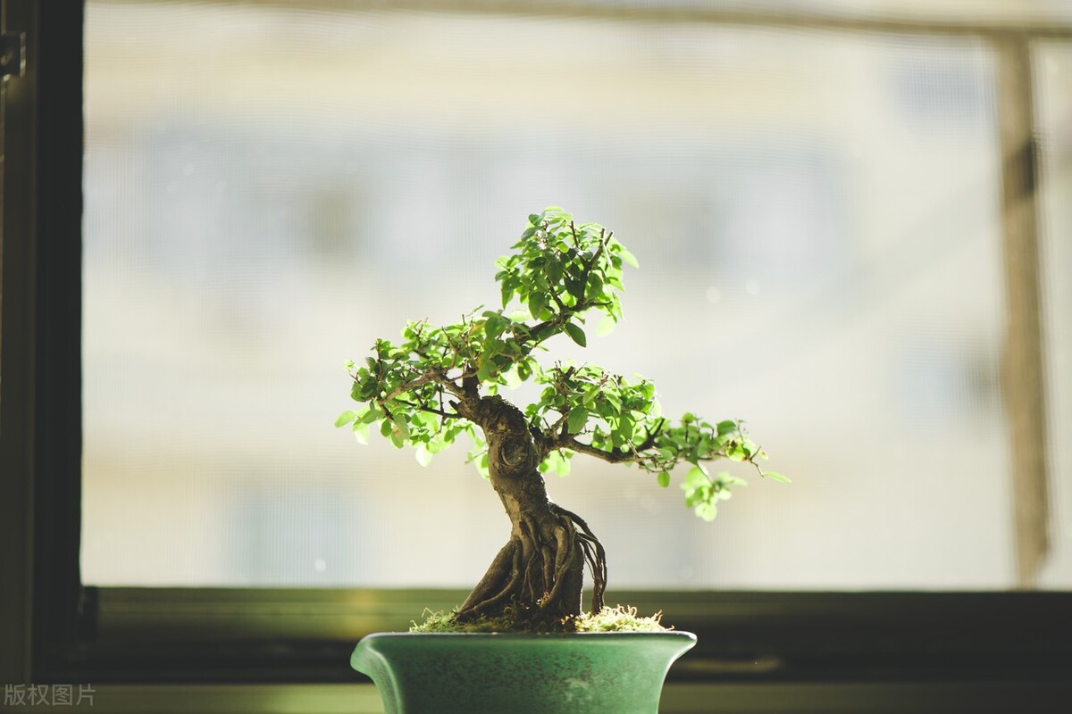 Maintenance of bonsai bonsai - iNEWS