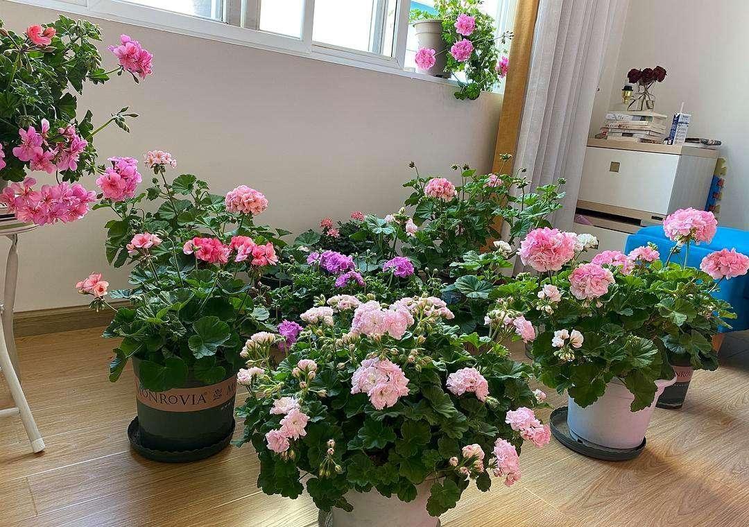 Blooming gorgeously: The beautiful flowers in November are stunning in ...