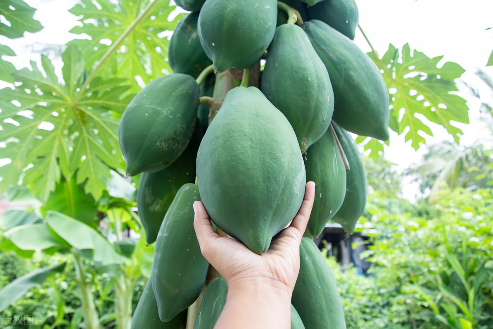 One Hundred Thousand Whys: Why is there papaya? - iNEWS
