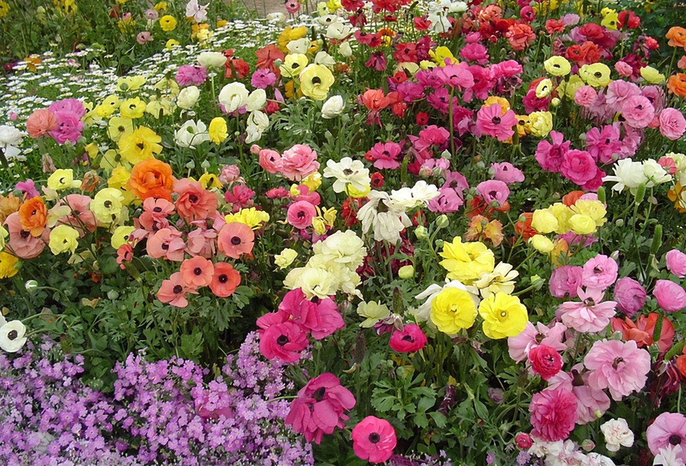 There are 12 beautiful flowers in spring, and each flower corresponds ...