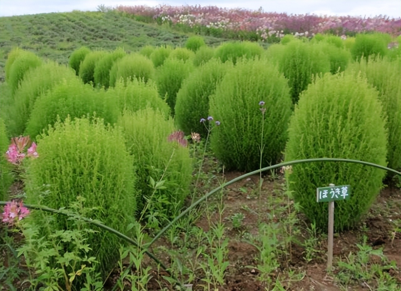 The most suffocating plant in the world, it is very expensive in Japan ...