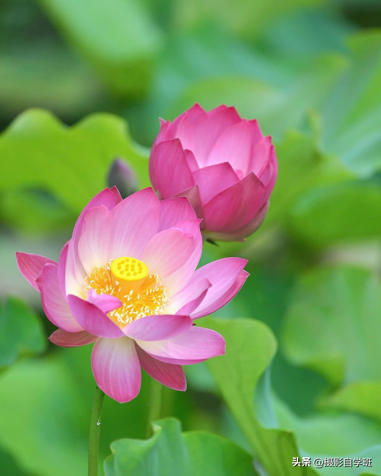 5 tips for photography of lotus flowers - iMedia