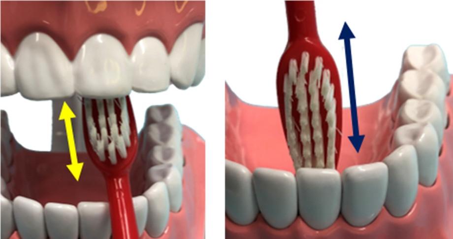 Here comes the correct way to brush your teeth - iNEWS
