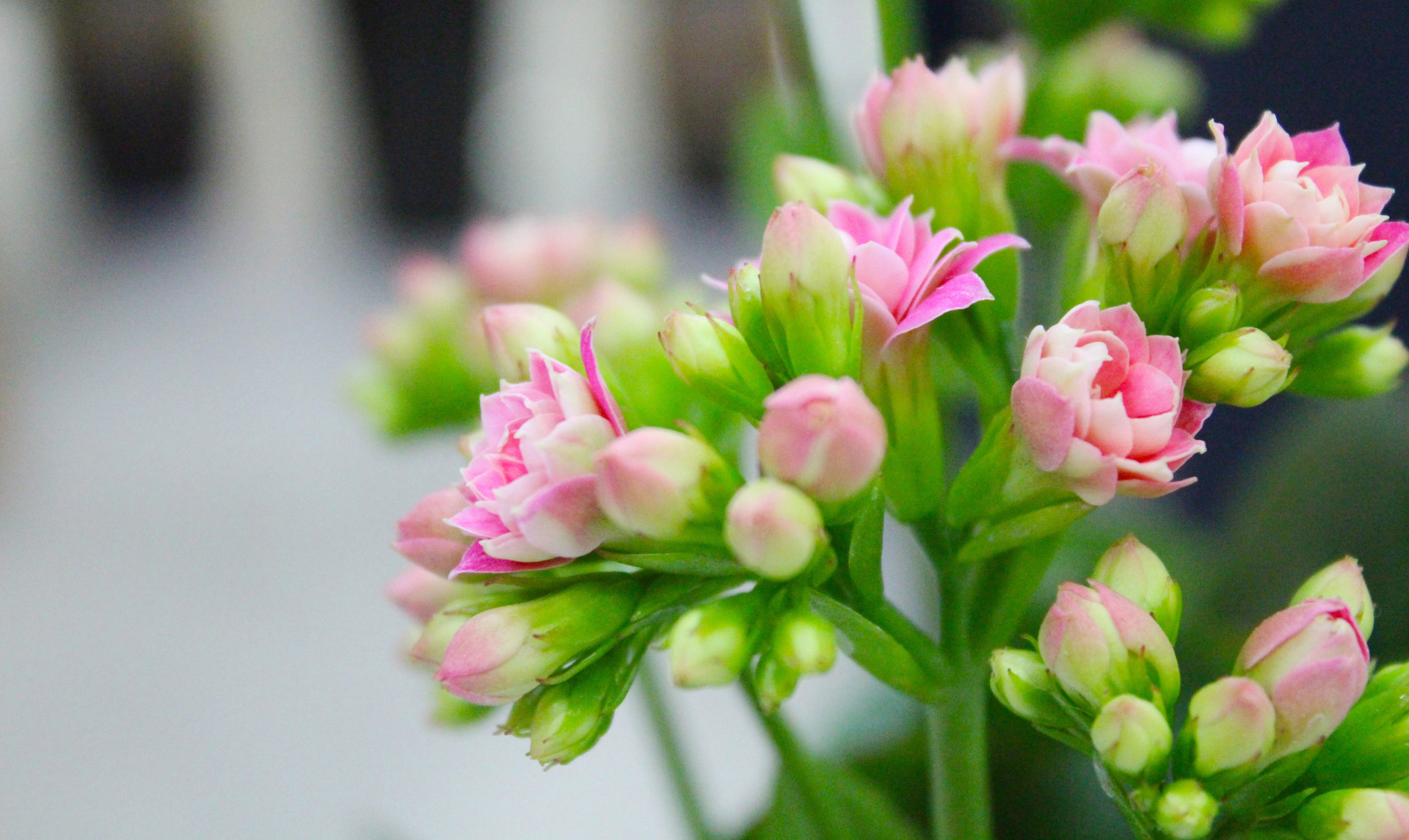 There are only 3 reasons why longevity flowers are "disliked", and many ...