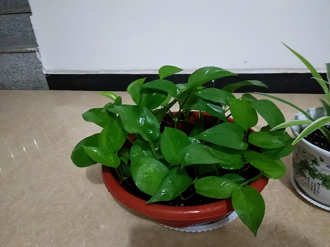 How many days does it take for the cuttings of green radish to take ...