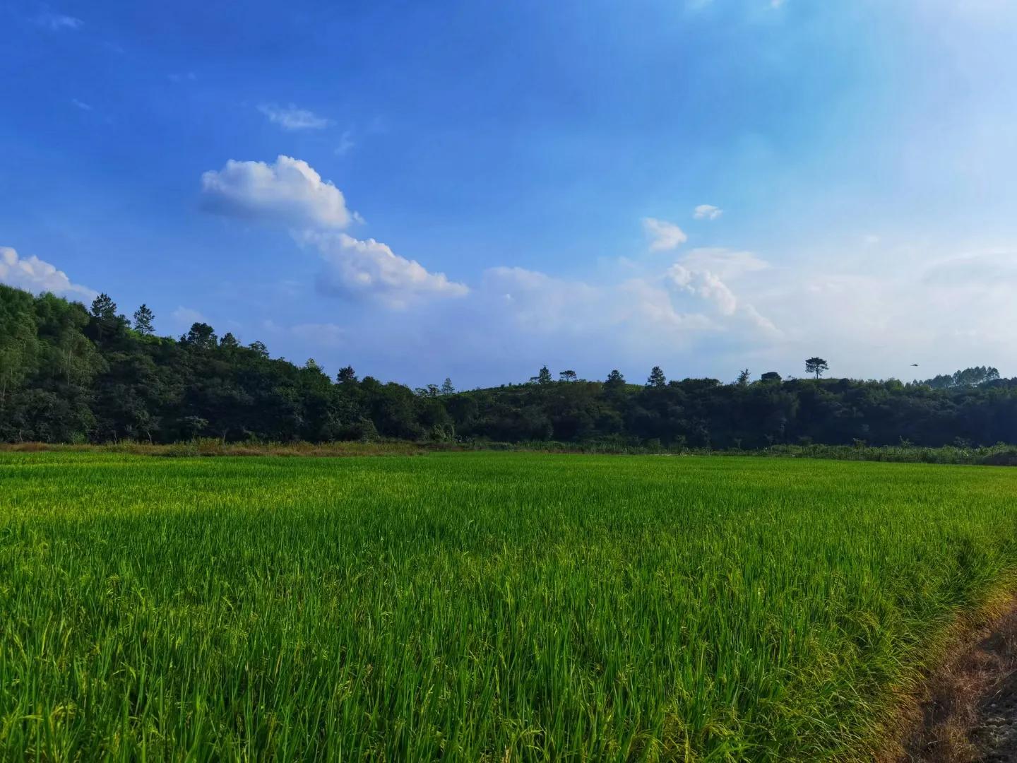 Huang Lihong, inheritor of handmade firewood dumplings: the taste of ...