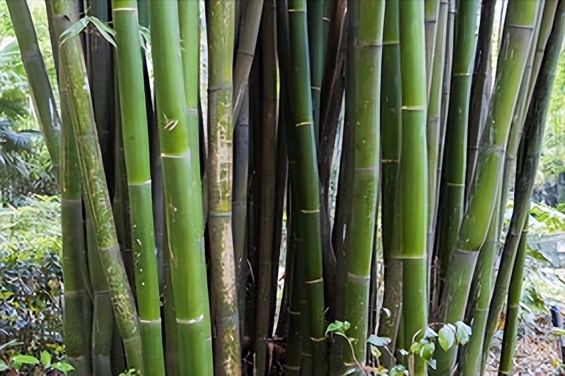 A fan is regarded as a "national gift" and it needs thousands of bamboo ...