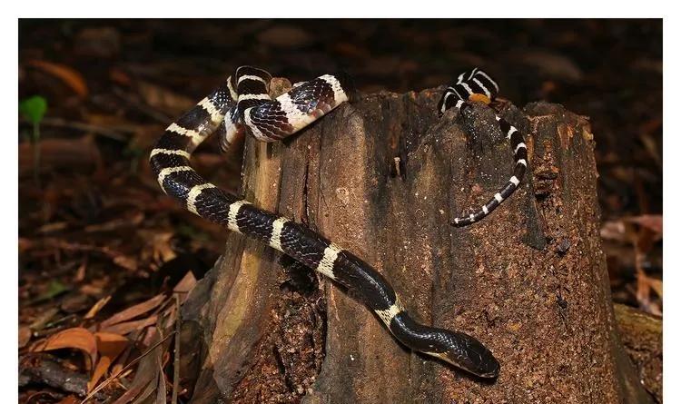 Silver ring snake, a nocturnal snake, especially active in the first ...