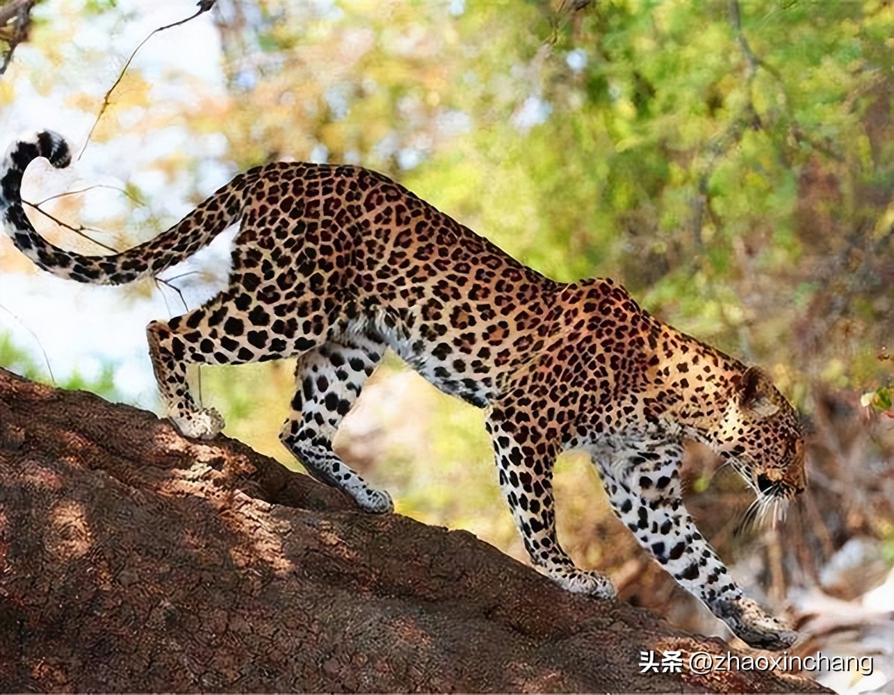 Fantastic Species - North China Leopard - iNEWS