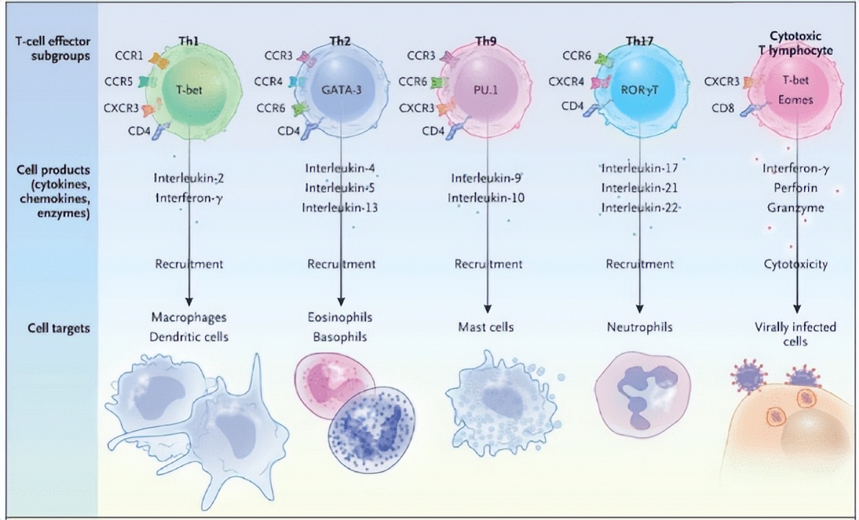 [Popular Science]Cytokine Storm——The Deadly Killer in the Immune System ...