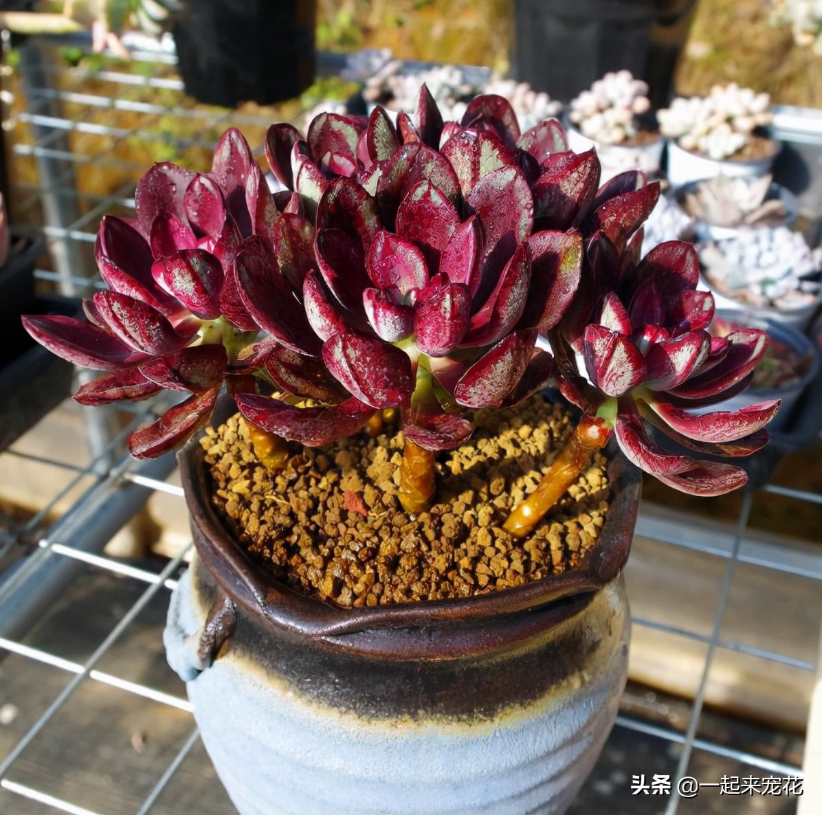 Delicate and charming succulent red succulent, which grows all year ...