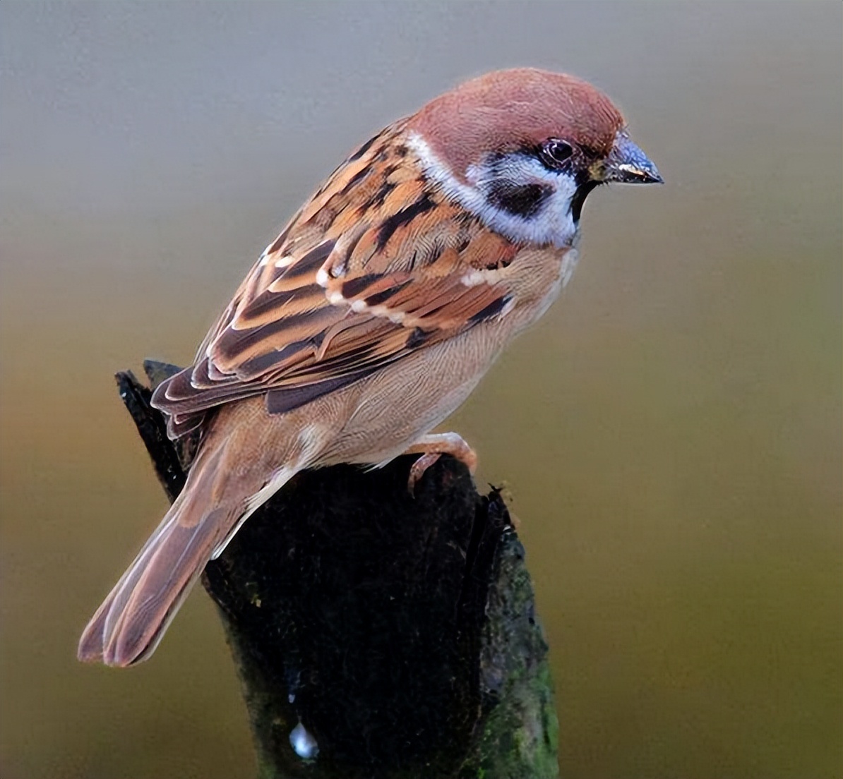 Sparrows have strong vitality, but why is it extremely difficult to ...