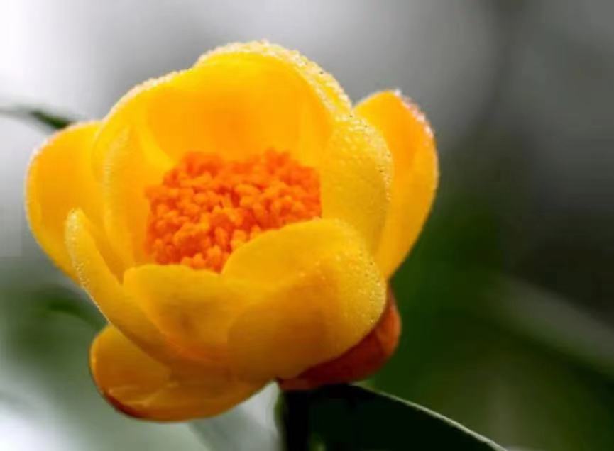 This flower is gradually "disappearing", the whole body is golden, the ...