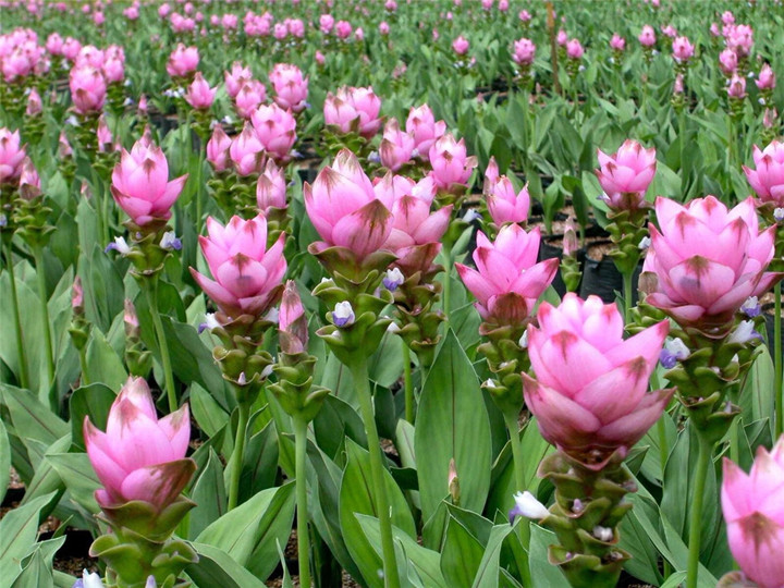 "Ginger in a pot" at home, blooming "Lotus", inserted in a vase, and ...