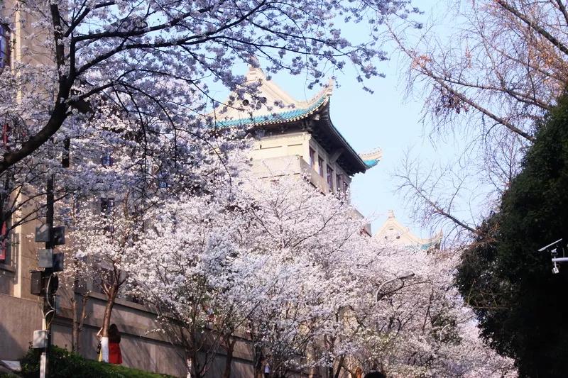 Wuhan University Sakura Kangqiang Wuhan University - iNEWS
