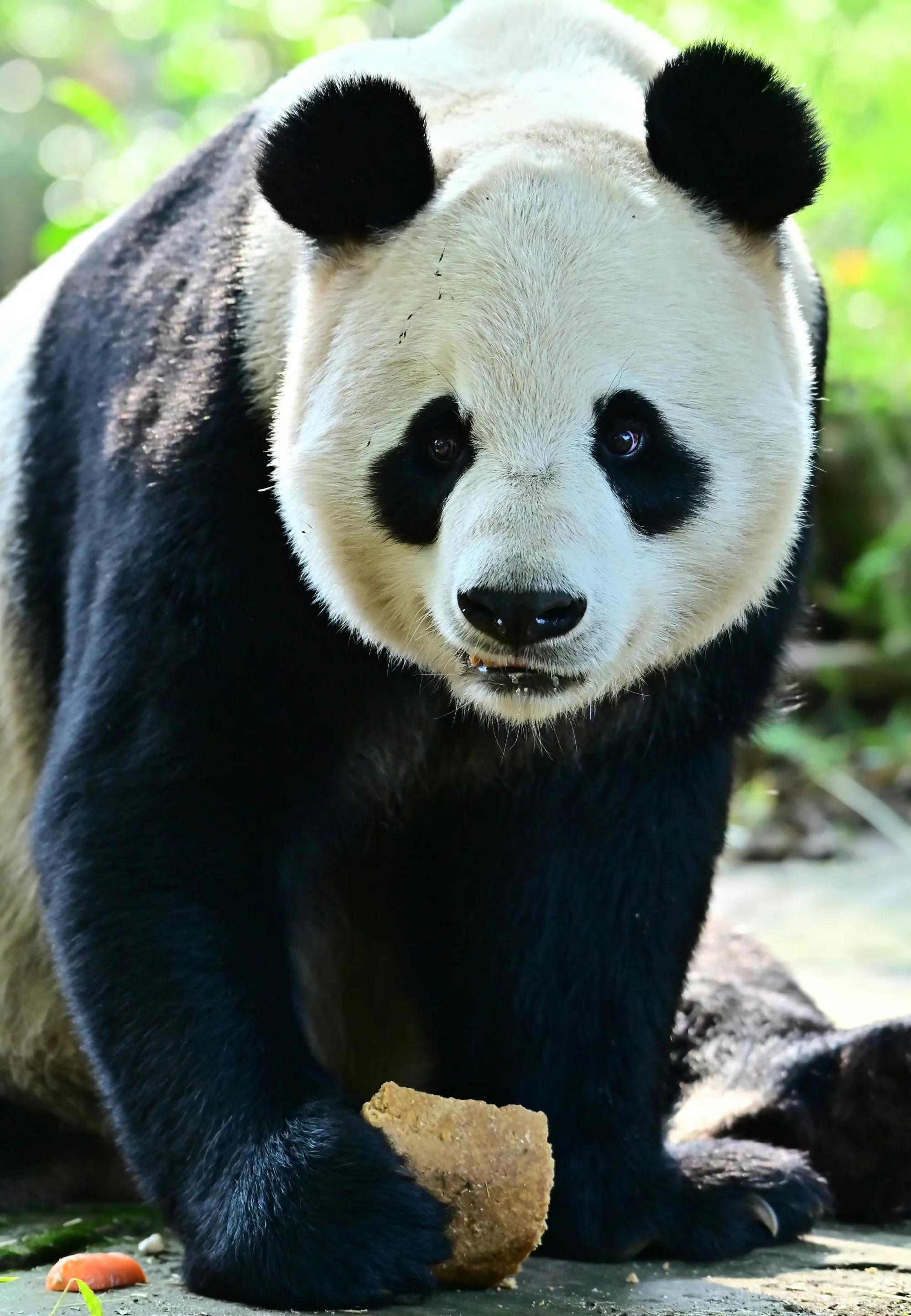 Loved by male bears, giant panda Ximei is eager to protect her cubs ...