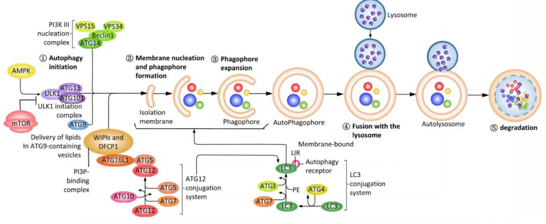 Lipophagy and Lipid Metabolism - iNEWS
