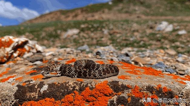 Red-spotted alpine pit viper: China's highest-altitude venomous snake ...