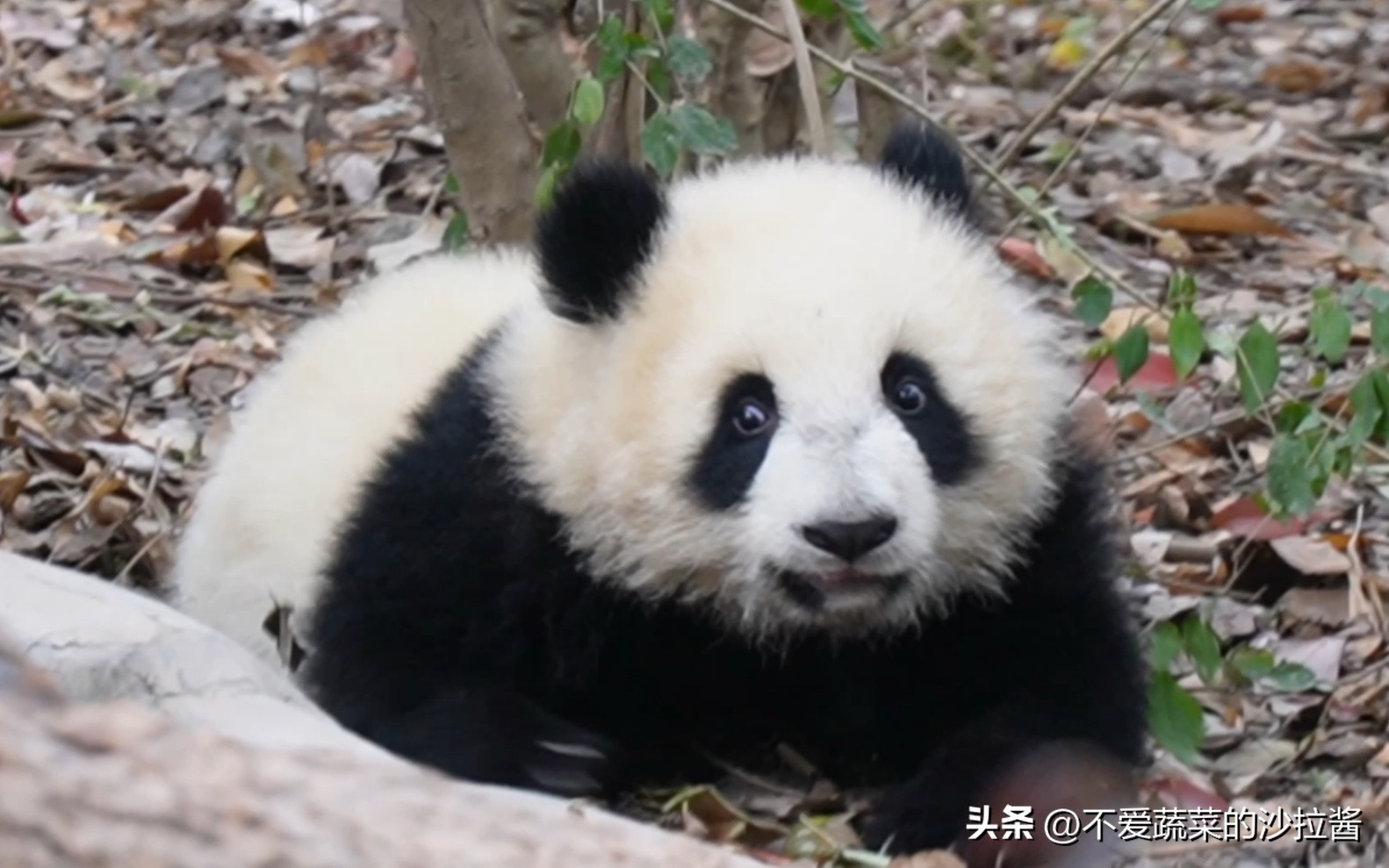 Disabled Panda Fu Wan! come on! Strong baby! - iMedia