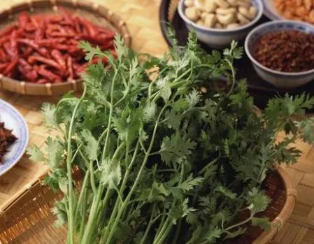 Coriander hate and love are all determined by a gene! Which one are you ...