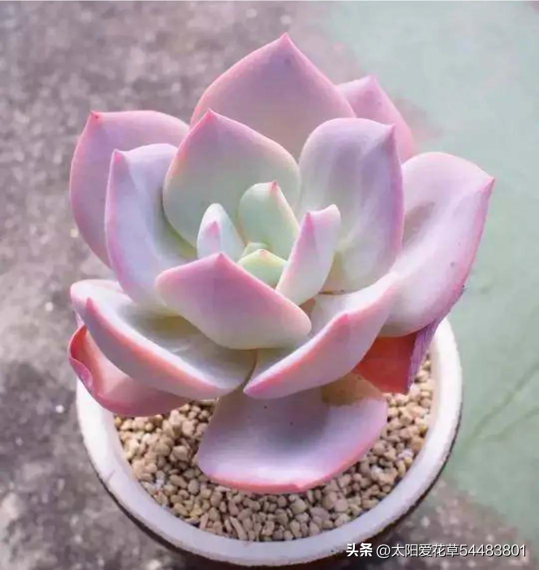 I like the succulent Baifeng and Guanghan Palace very much. The skin is ...