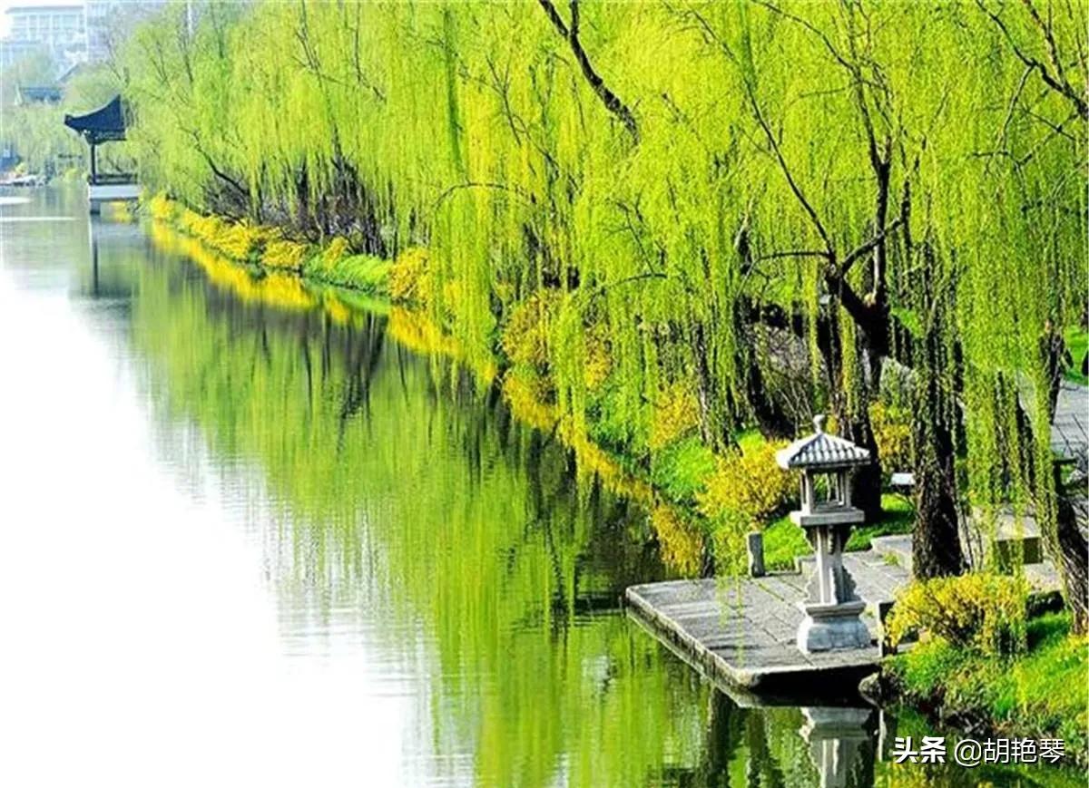 Willow: The green willow is only yellow and half-uneven, the willow ...