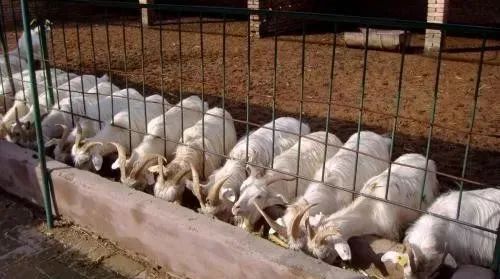 Eight reasons why captive sheep fail - iNEWS