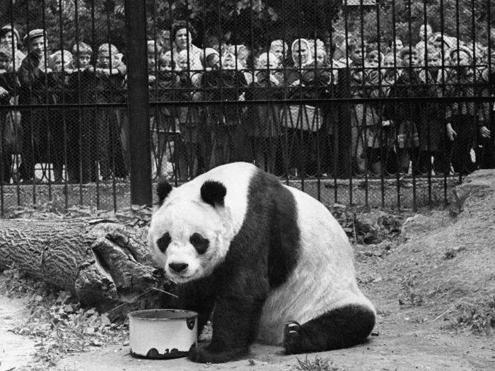 The first giant panda presented by the People's Republic of China as a ...