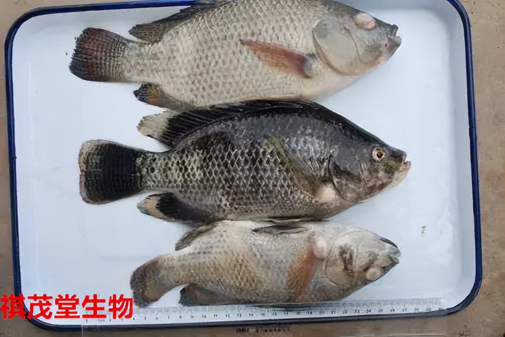Symptoms and epidemic characteristics of fish streptococcosis, special ...
