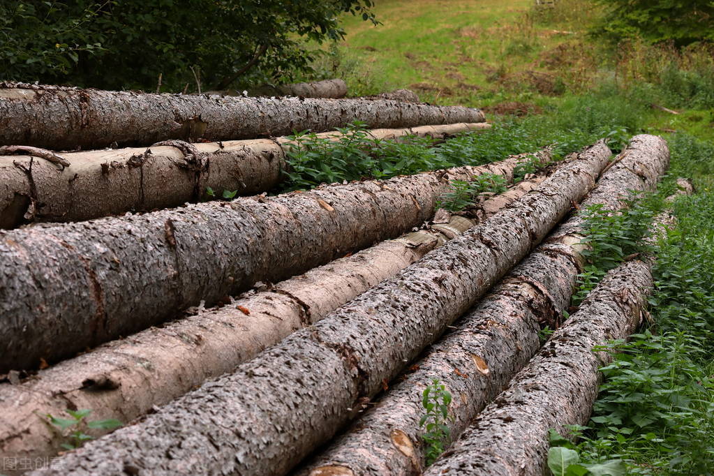 How the Russian government's ban on timber exports to unfriendly ...