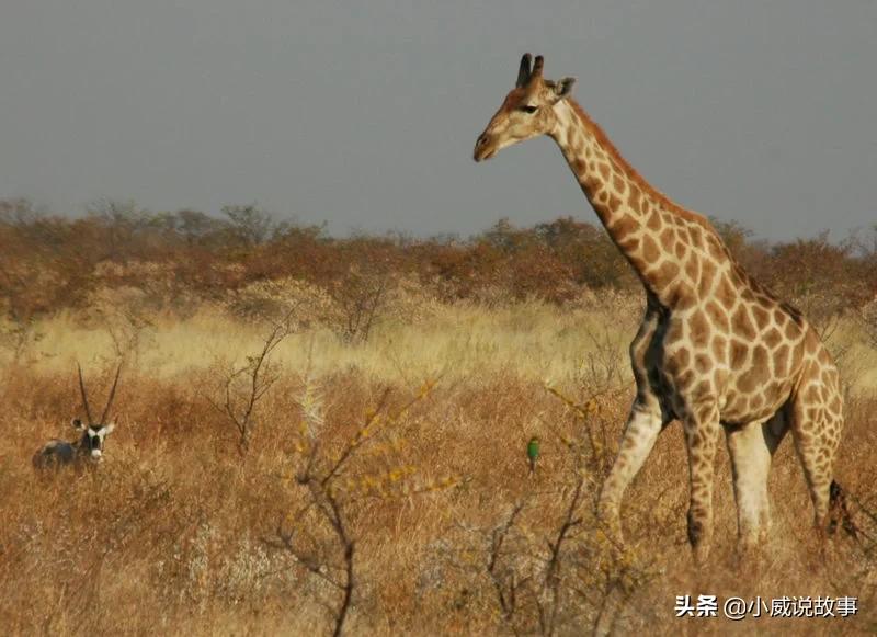 The ten most tenacious animals in the world are amazing - iNEWS