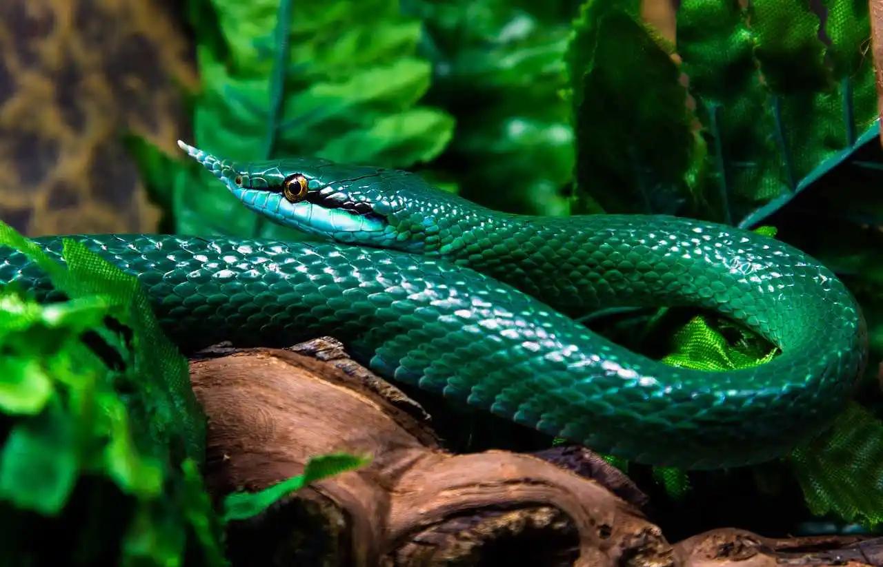 What is the weakness of snakes?Realgar powder or seven inches ...