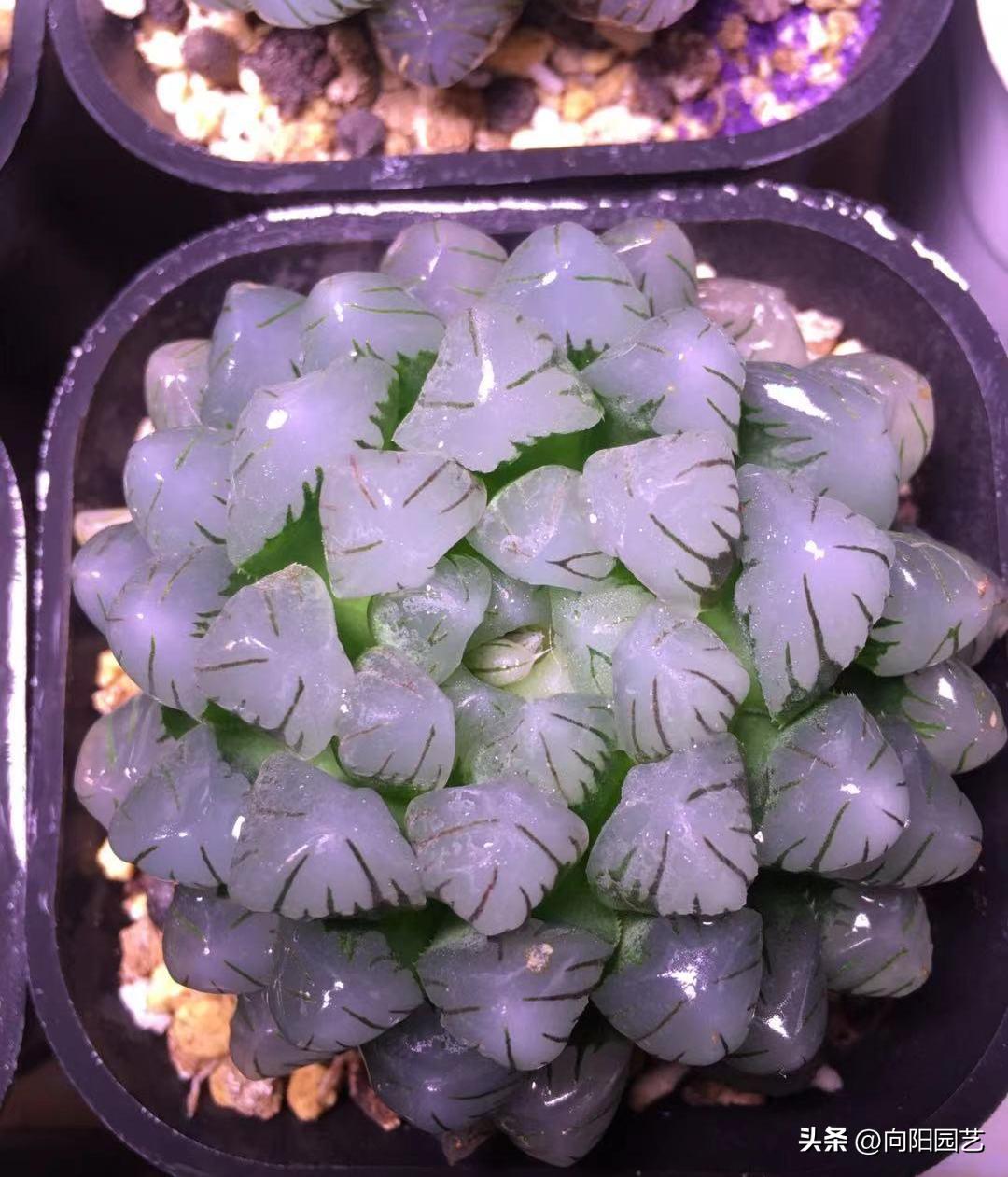 What is the end of raising succulents? Yulu, prickly pear, agave, these ...