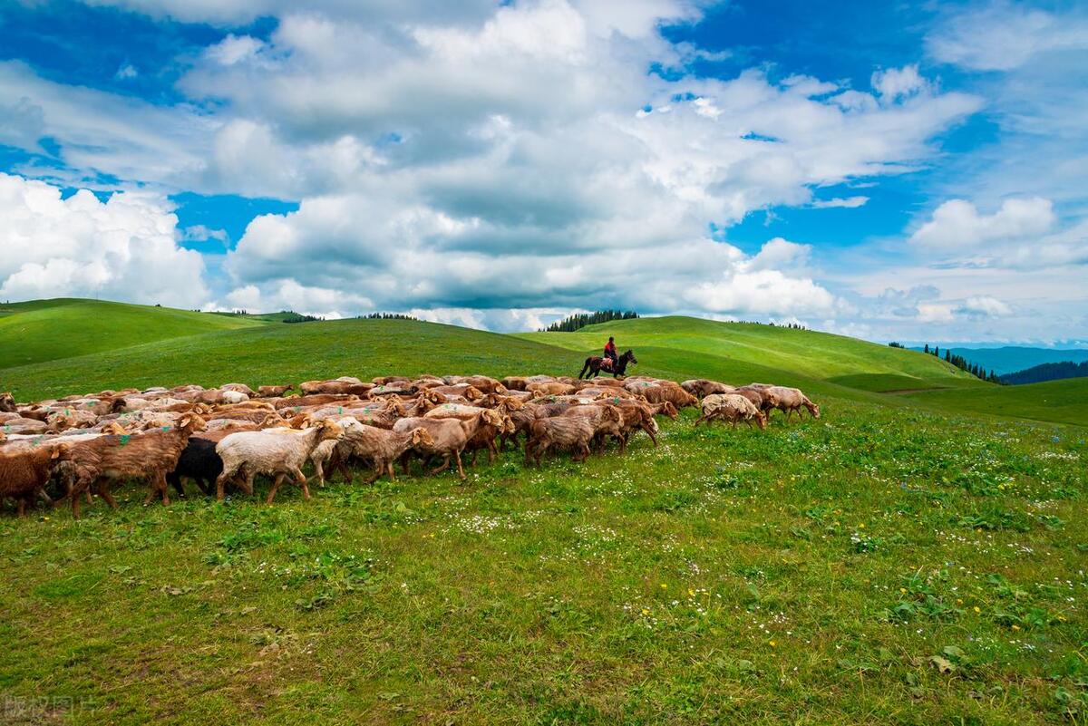 Yili, a travel destination you can't miss this summer - iNEWS