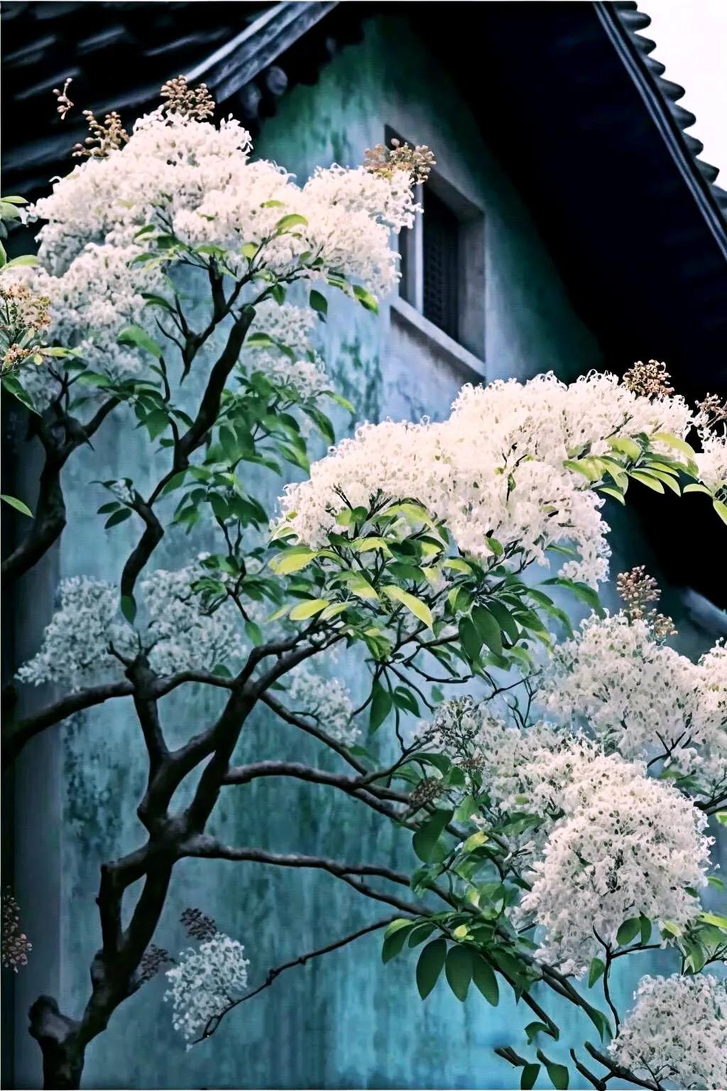 Original Poetry Fude Two Tassel Flowers - iNEWS