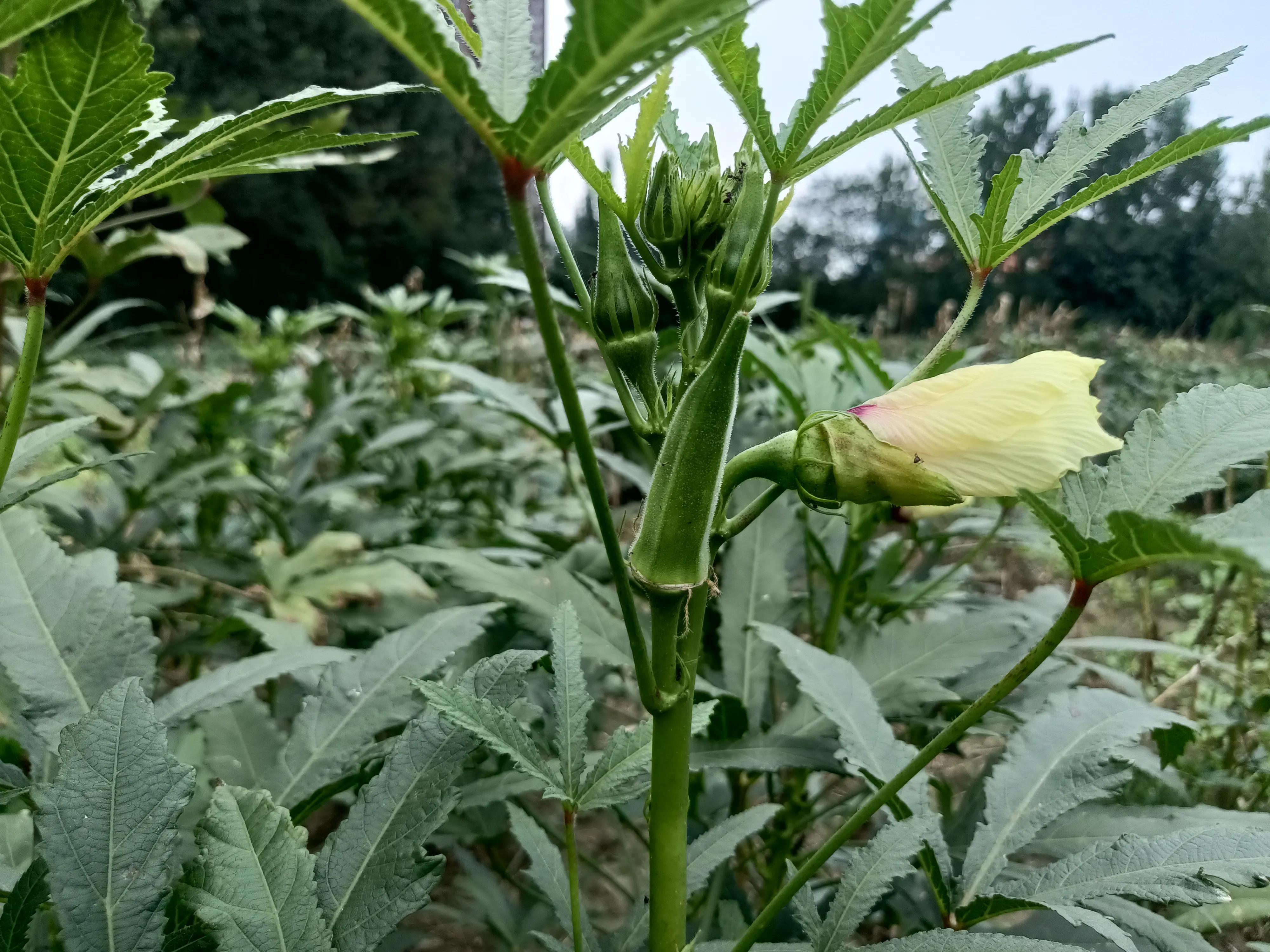 The okra flowers swaying in the wind feel the warm yellow tone, which ...