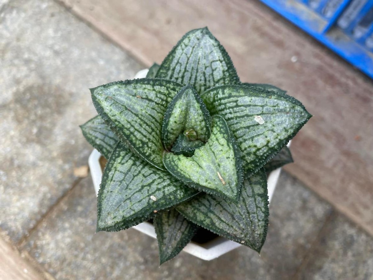 Twelve volumes and famous varieties of horticultural aloe 2022.10.4 - iNEWS