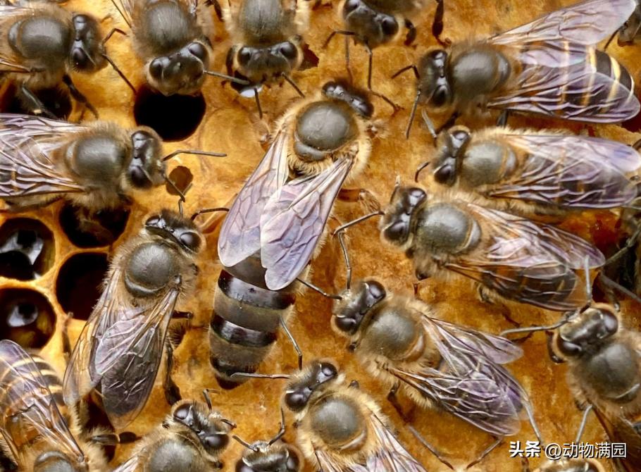 Species Encyclopedia:Queen Bee - iNEWS