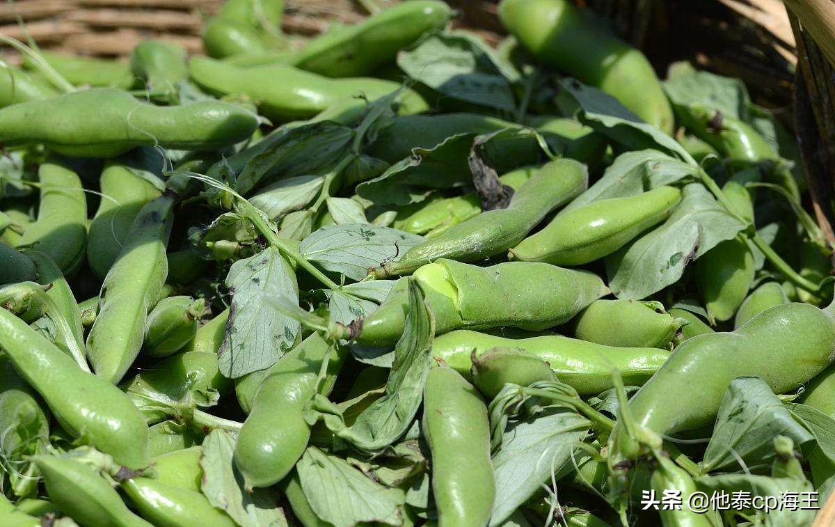How to store broad beans?how to make it delicious - iNEWS