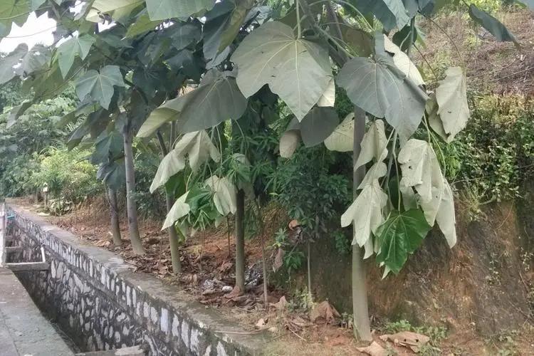 Balsa wood: Why does China insist on introducing the lightest tree in ...