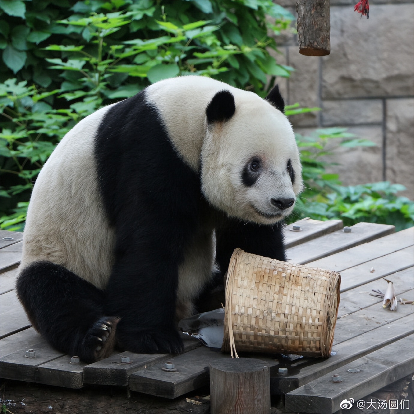 Have you ever seen a panda breaking bamboo with its face? Come and see ...
