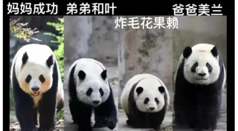 From Yuanyuan to Aibao: How does a panda mother breastfeed her baby ...