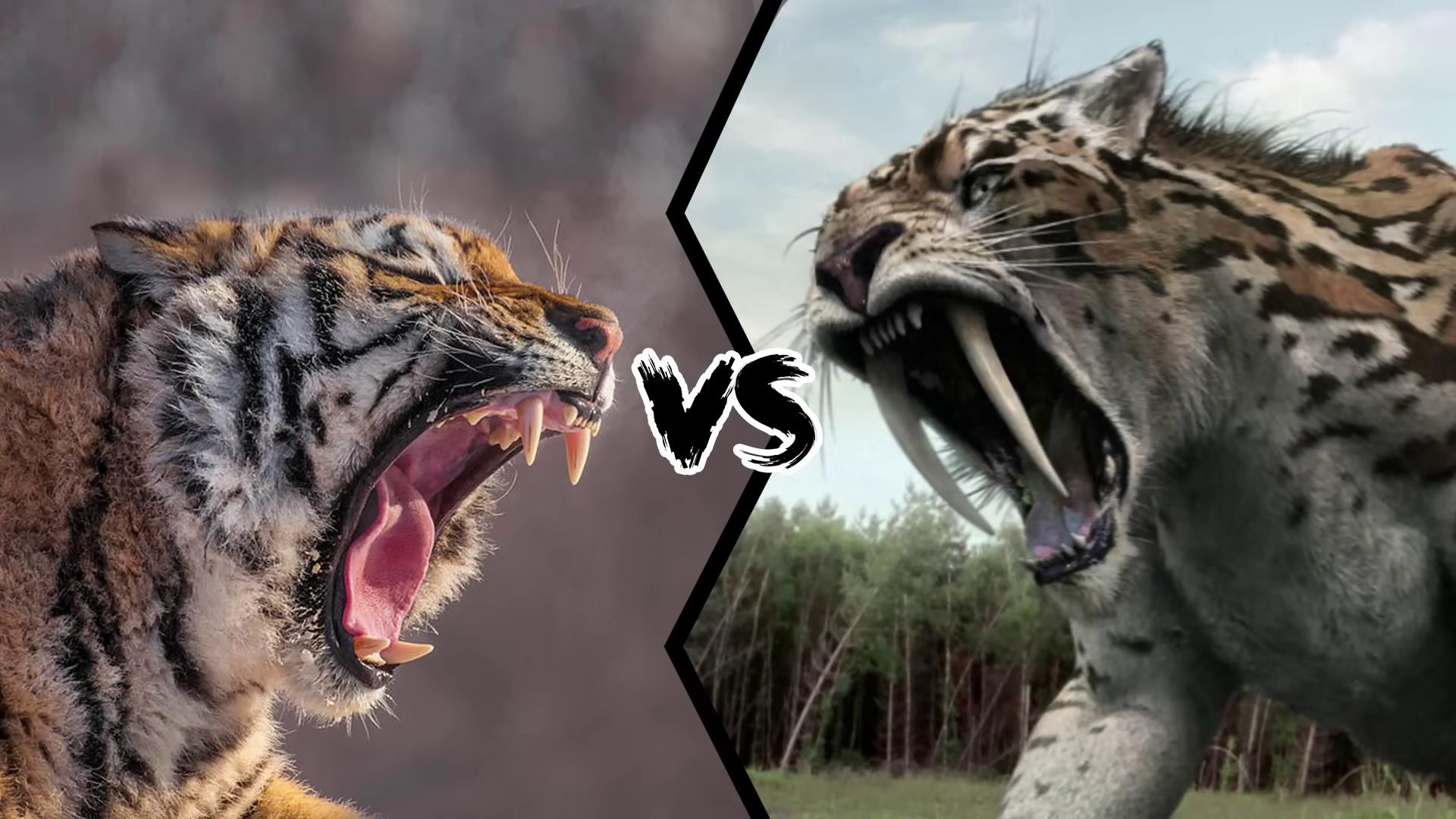 Ancient Behemoths Showdown: Saber-toothed Tiger vs. Siberian Tiger ...