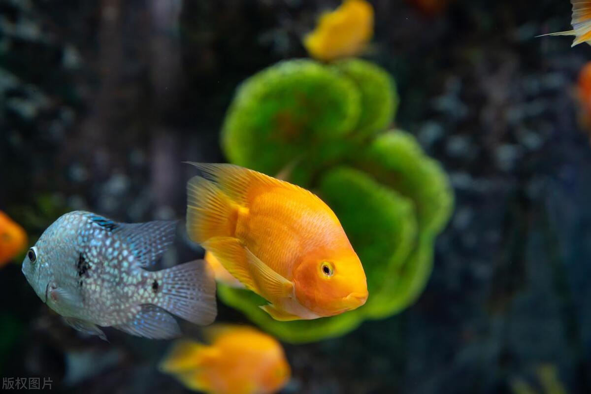 Reasons why fish swim in water and the function of gills - iNEWS