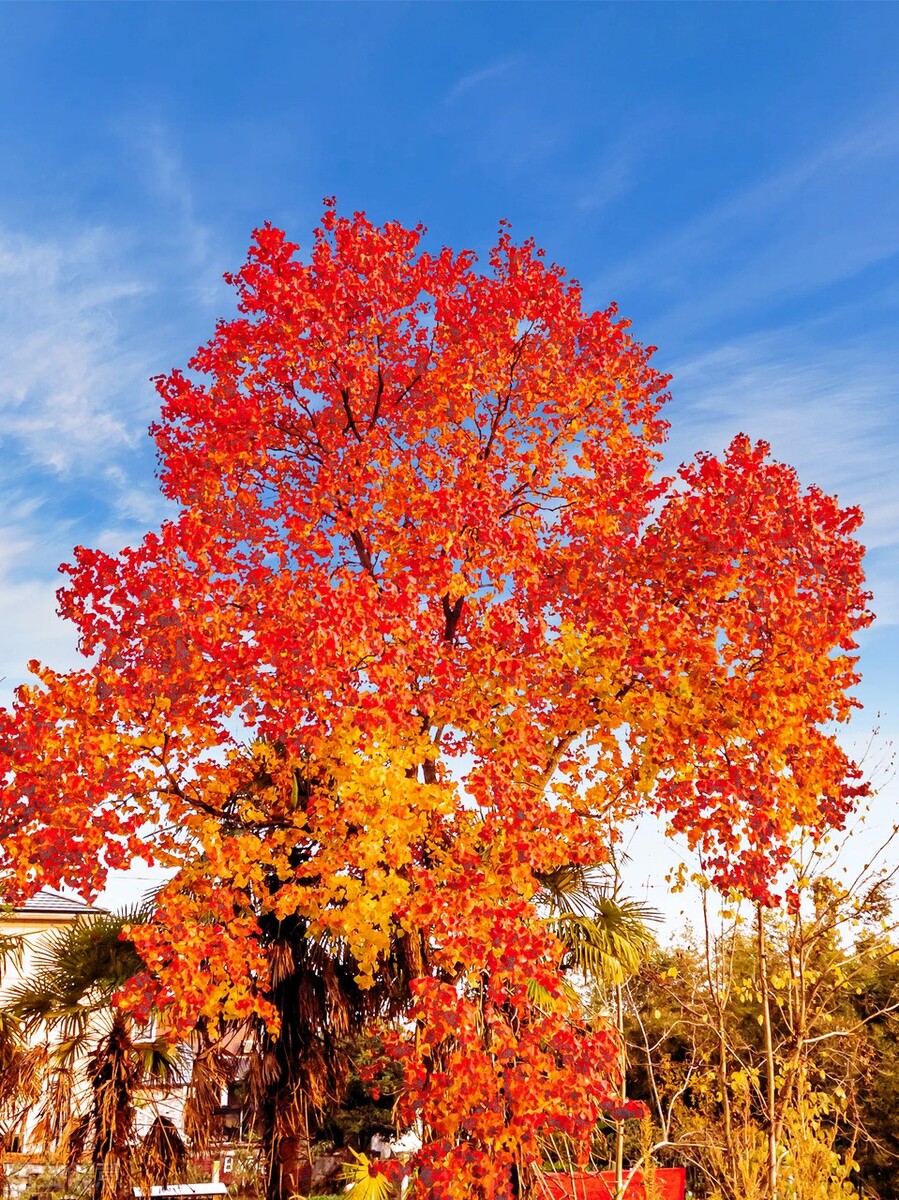 Wuye Xinhuang persimmon is red, and it also includes black tallow and ...