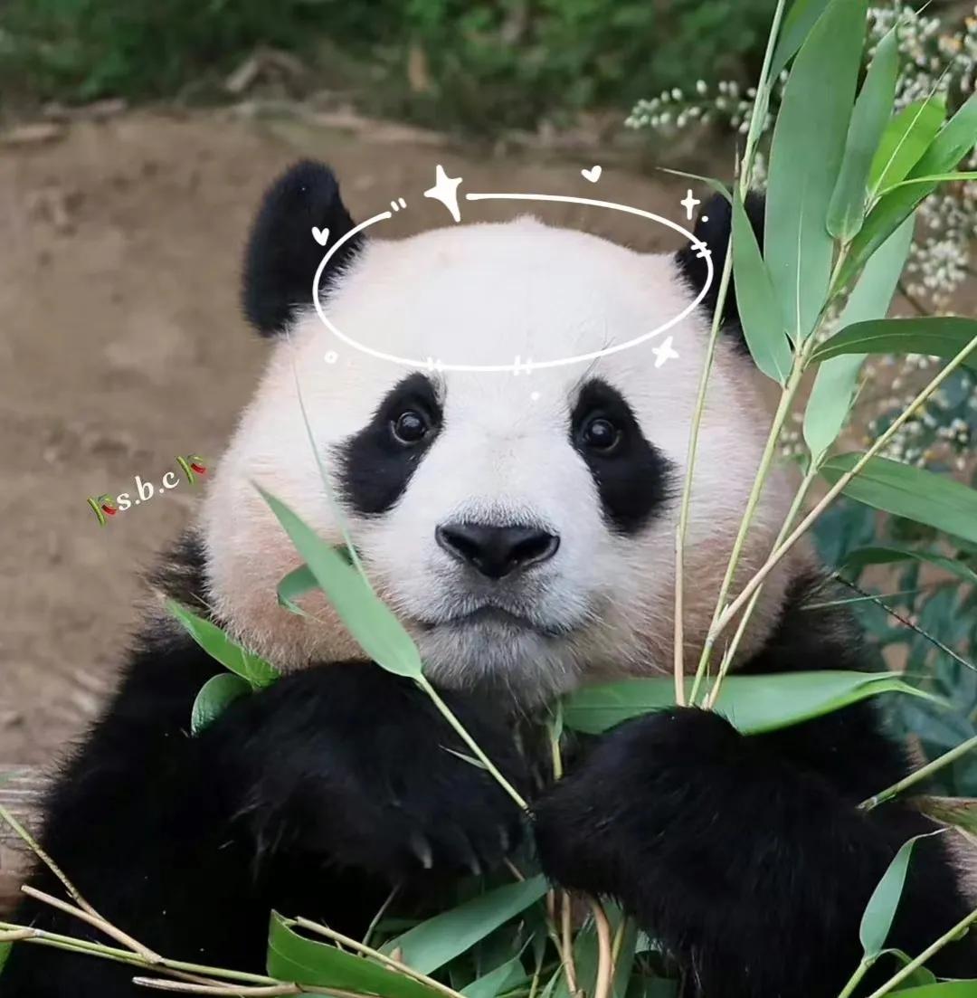 Beijing Fangshan or Bifengxia Fubao What to do after returning to China ...