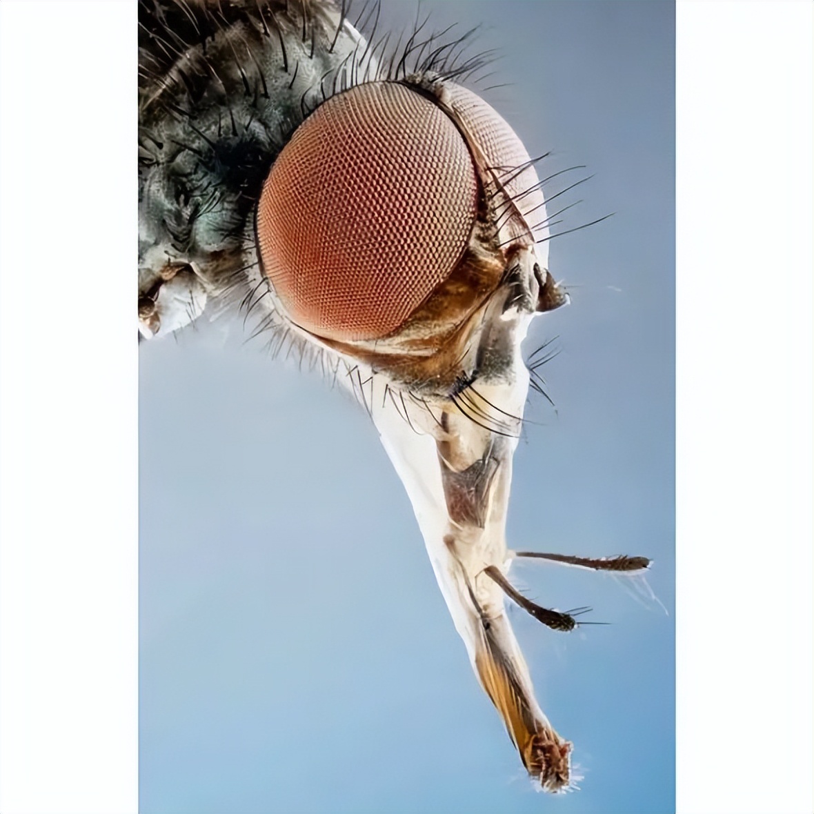 Familiar and Disgusting Insects - Flies - iNEWS